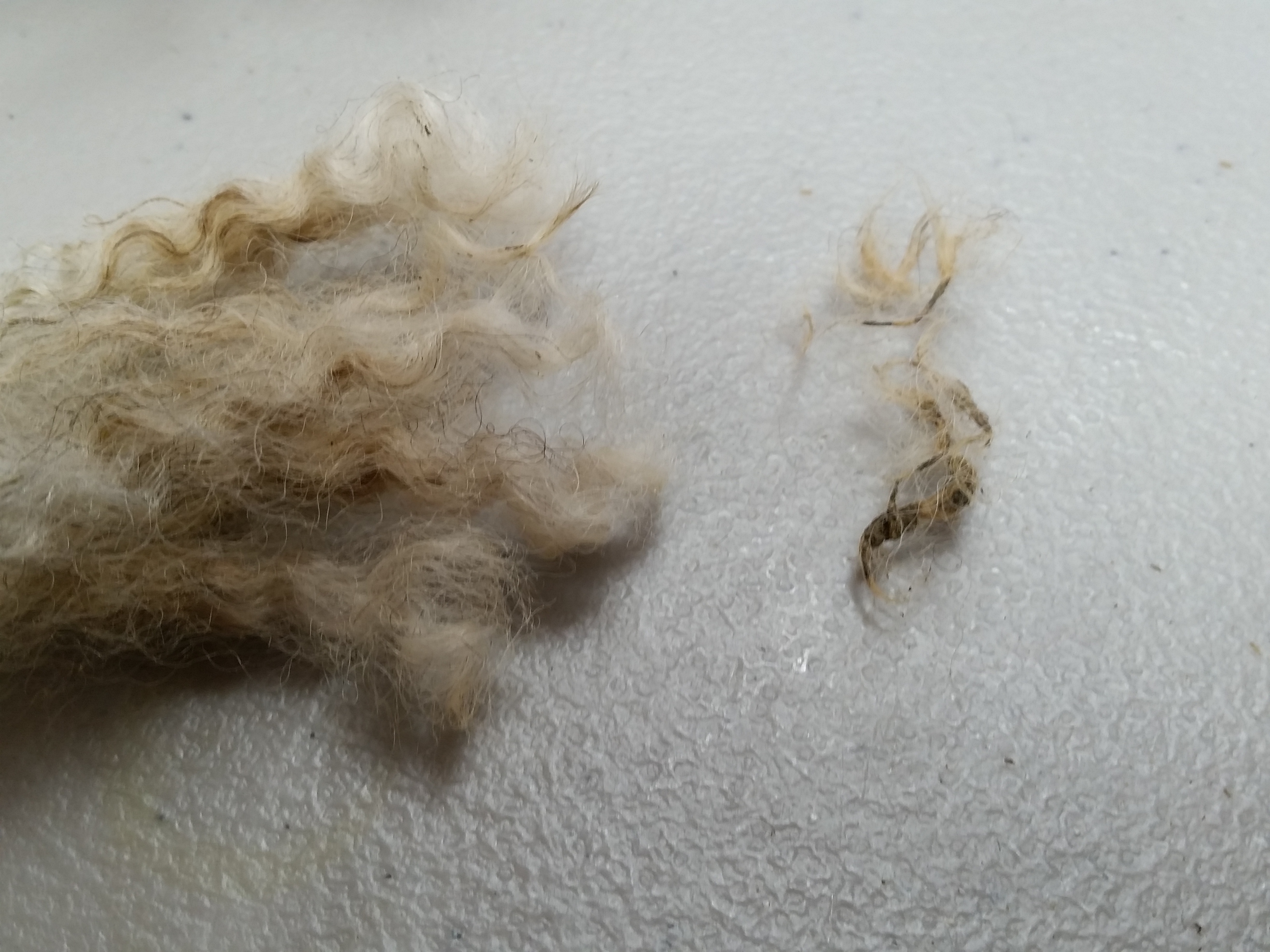 Processing Fleece by the Pound – Spindles In the Wild