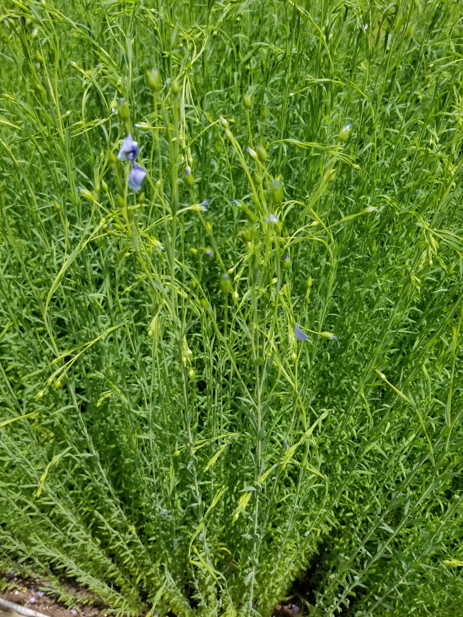 Seed to Sail: Growing the flax – Spindles In the Wild