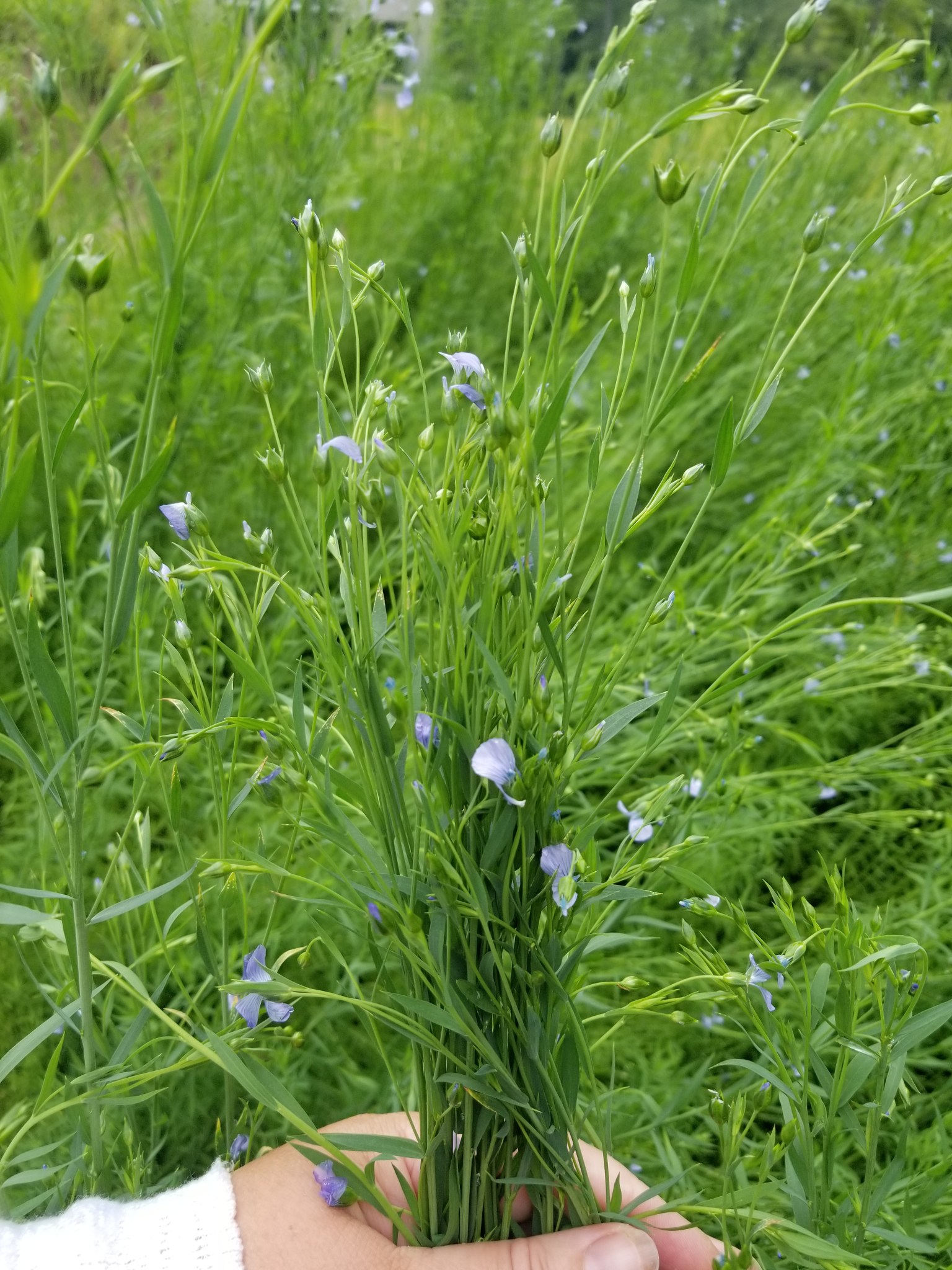 Seed to Sail: Growing the flax – Spindles In the Wild