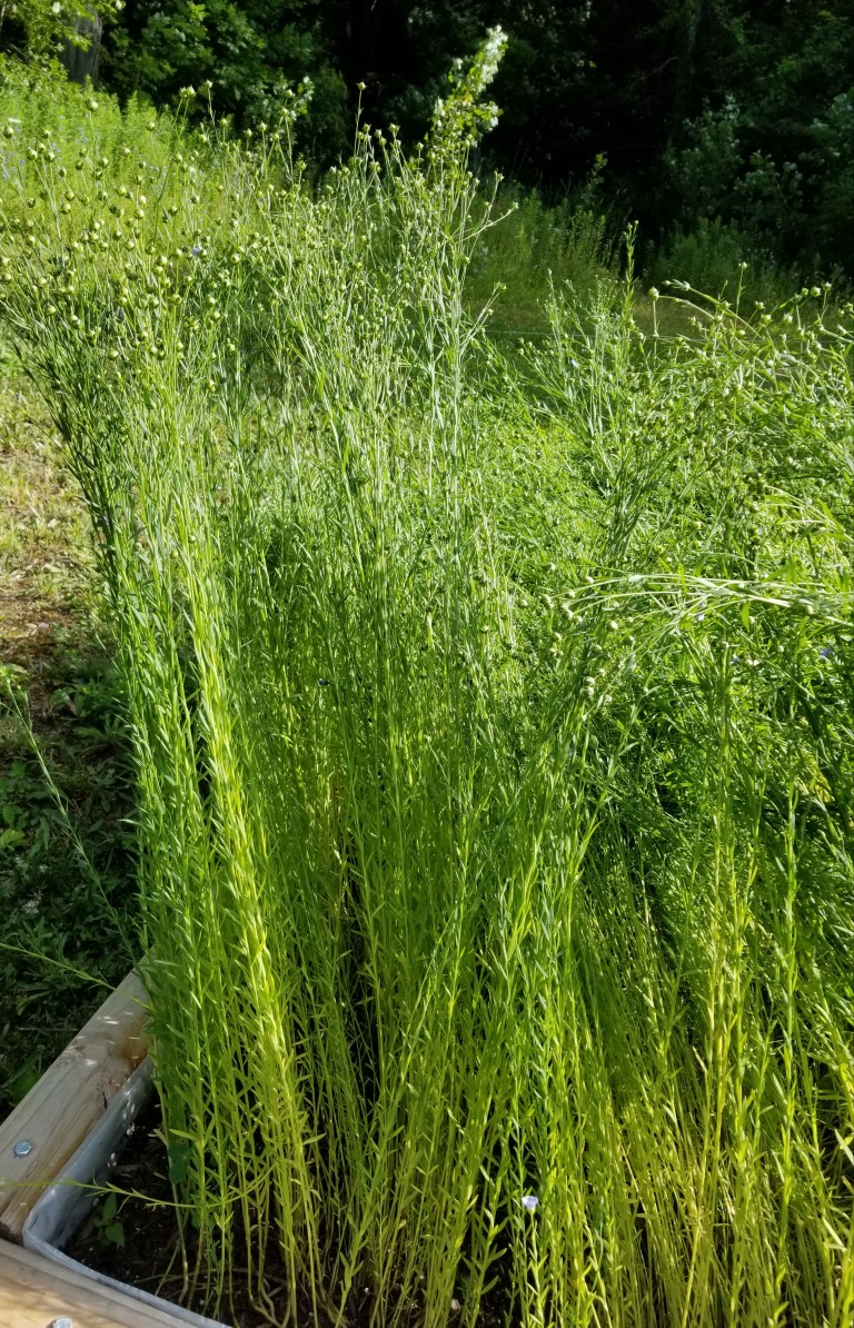 Seed to Sail: Growing the flax – Spindles In the Wild