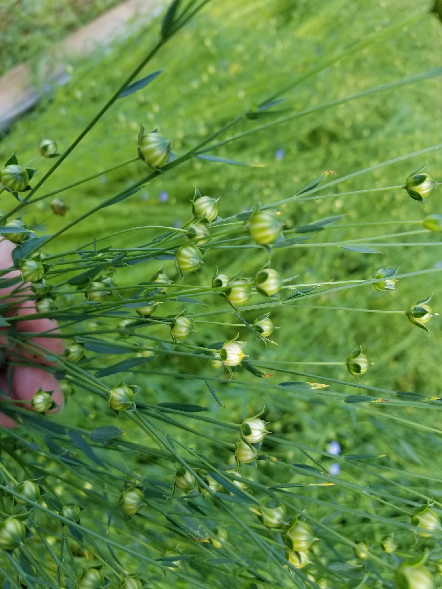 Seed to Sail: Growing the flax – Spindles In the Wild