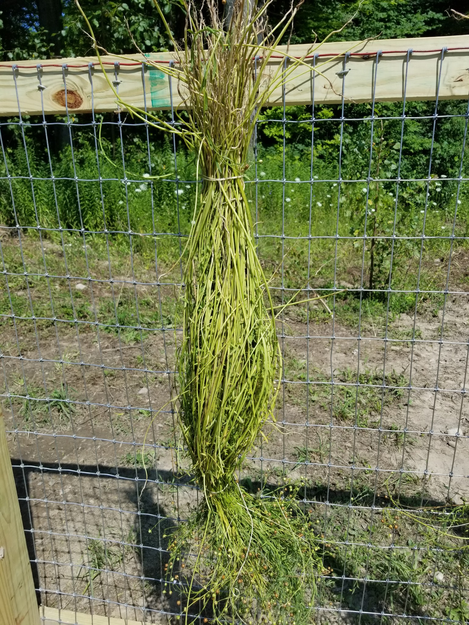 Seed to Sail: Growing the flax – Spindles In the Wild