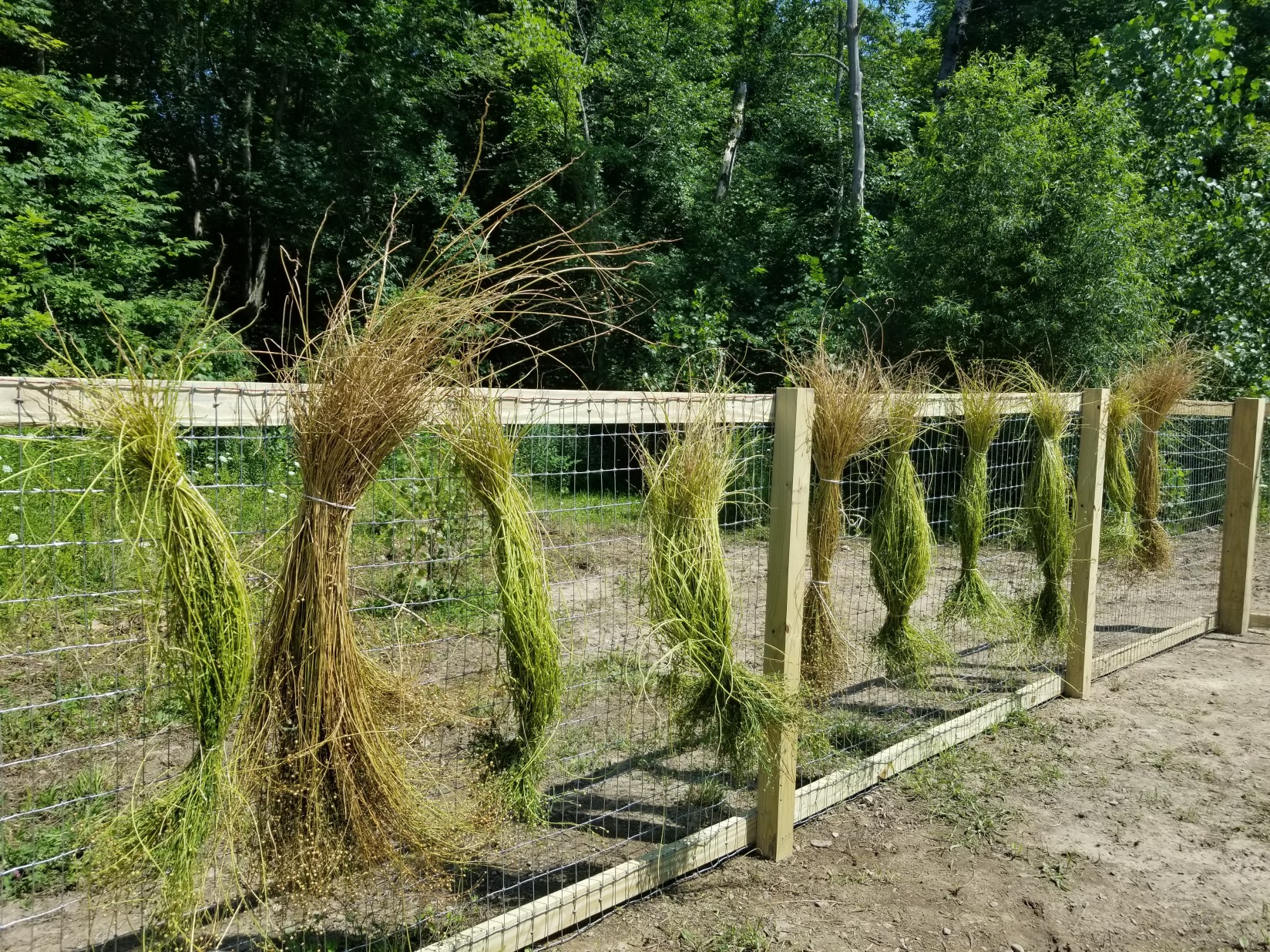 Seed to Sail: Growing the flax – Spindles In the Wild