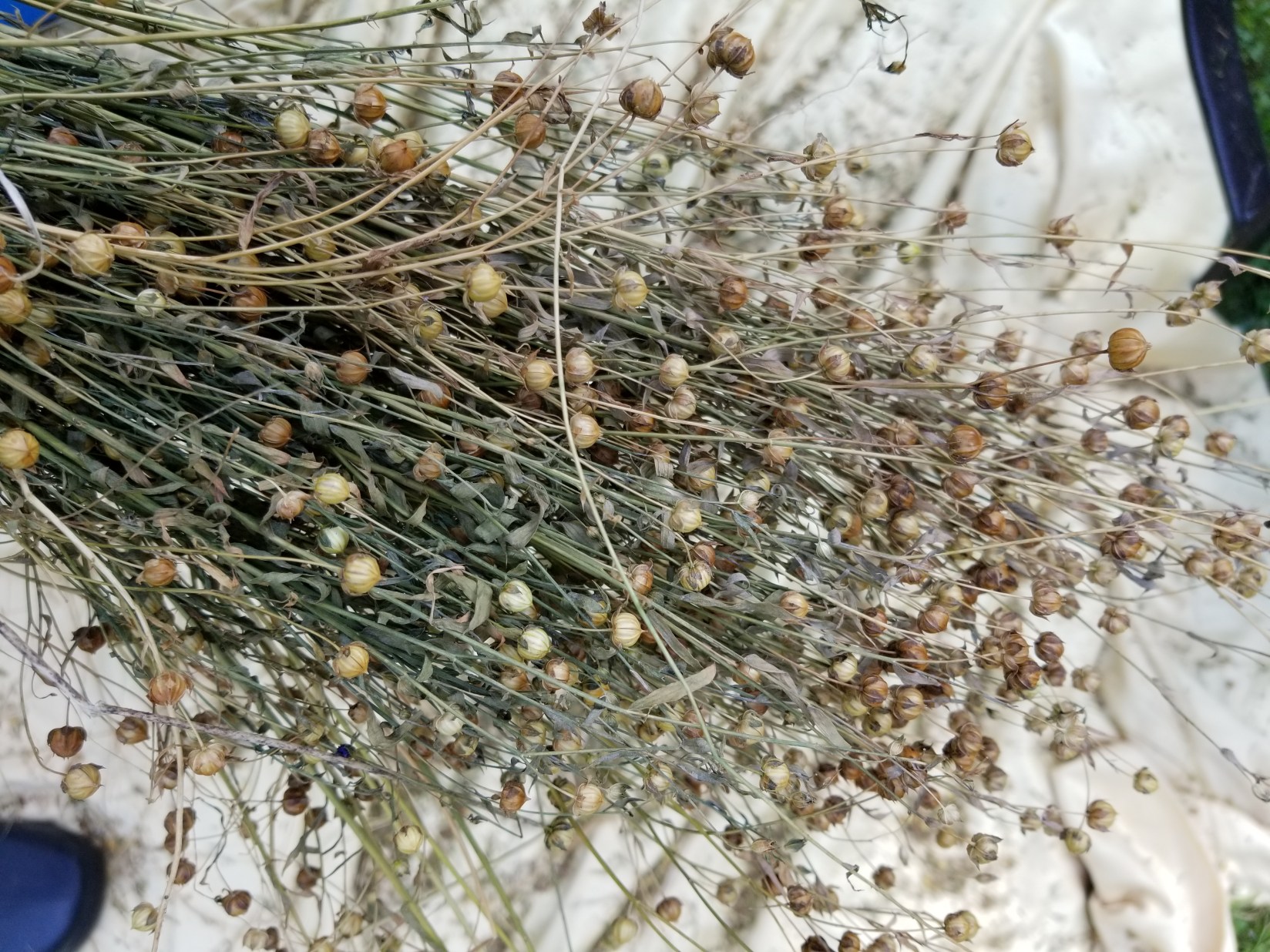 Seed to Sail: Growing the flax – Spindles In the Wild