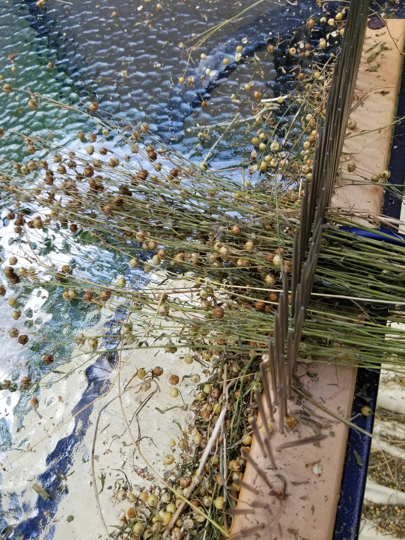 Seed to Sail: Growing the flax – Spindles In the Wild