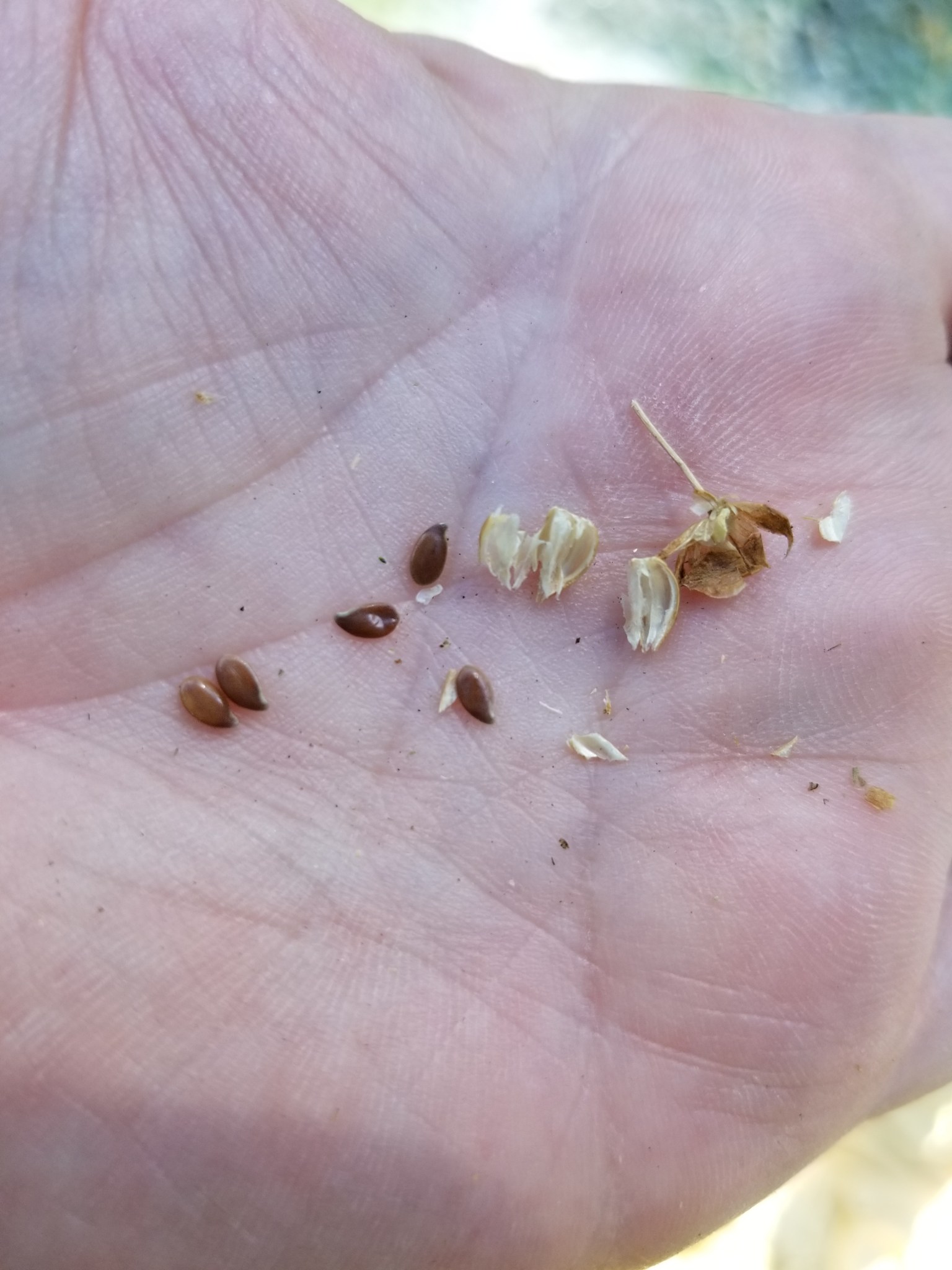 Seed to Sail: Growing the flax – Spindles In the Wild