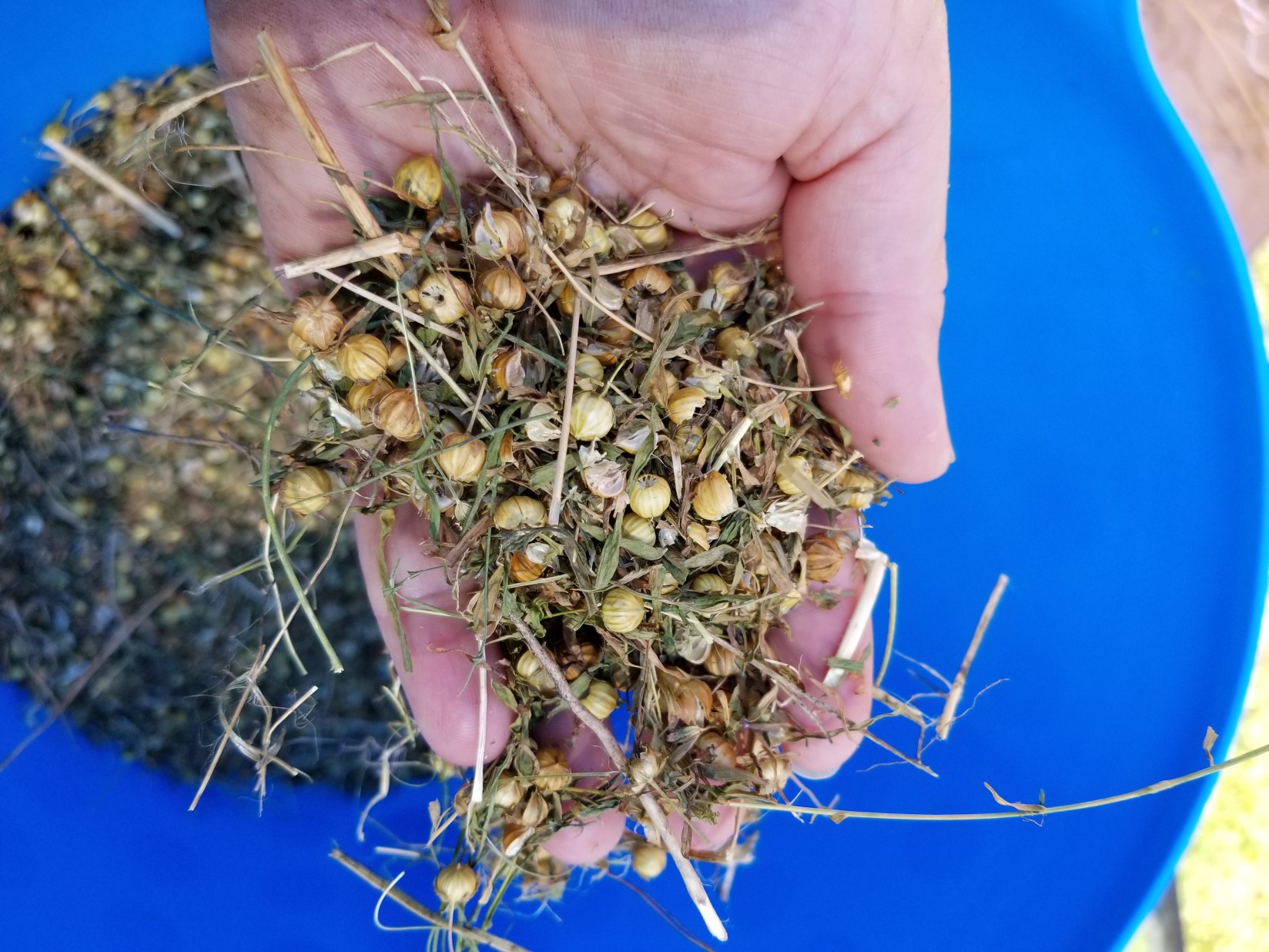 Seed to Sail: Growing the flax – Spindles In the Wild