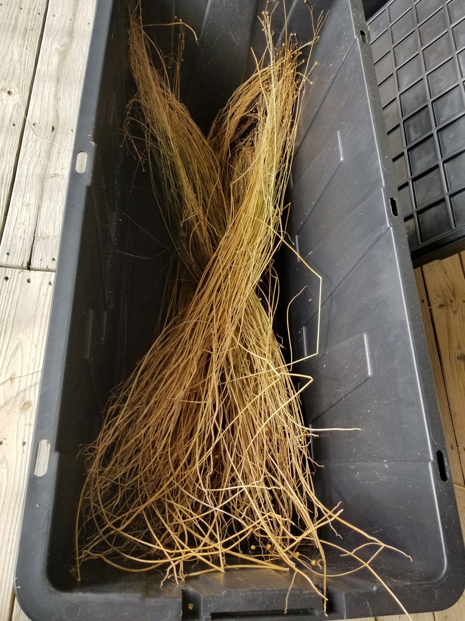 Seed to Sail: Growing the flax – Spindles In the Wild