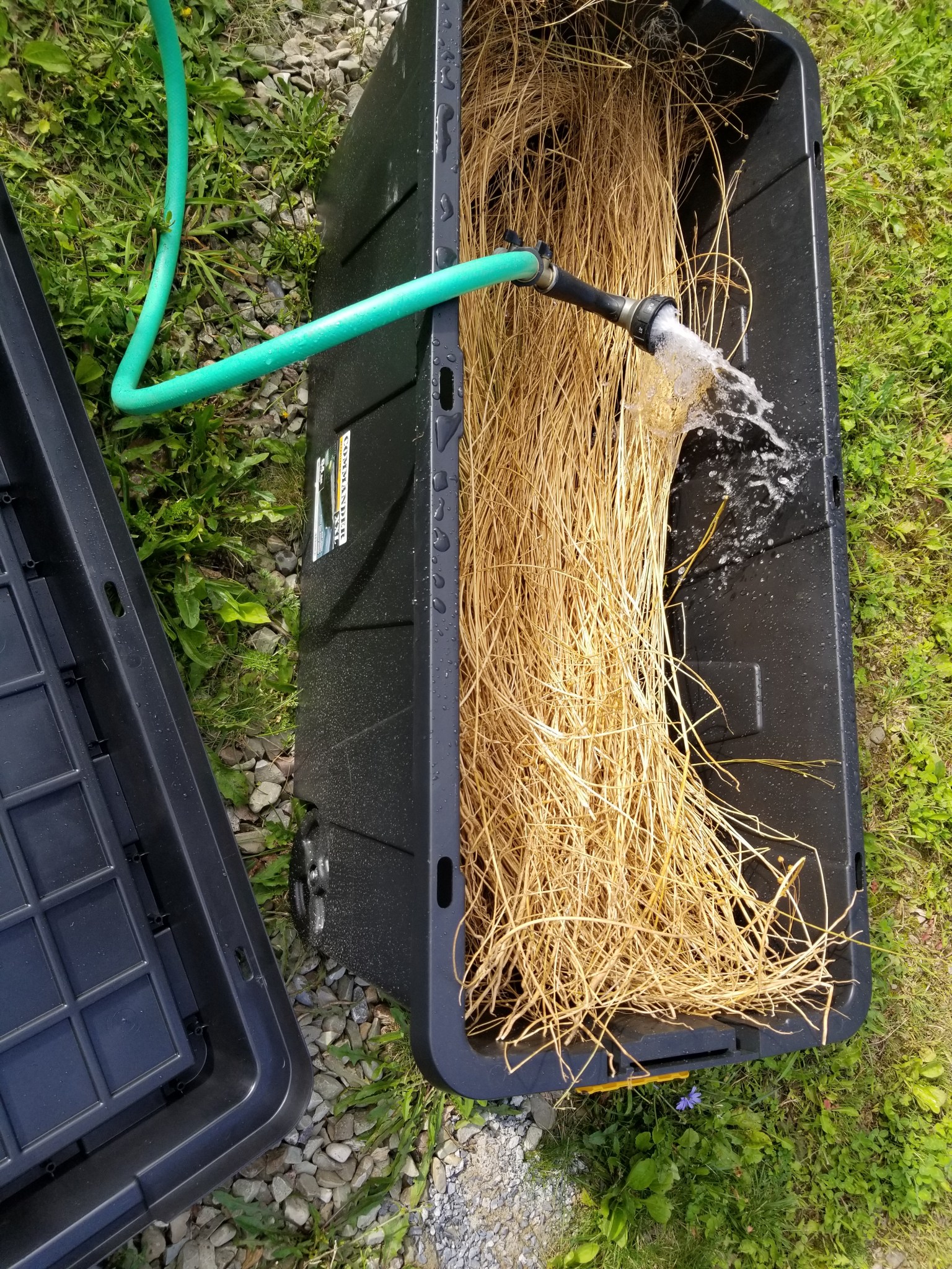 Seed to Sail: Growing the flax – Spindles In the Wild