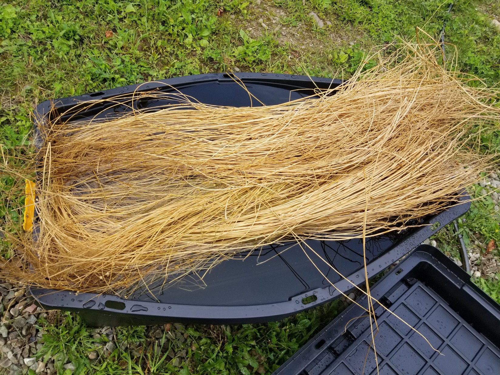 Seed to Sail: Growing the flax – Spindles In the Wild