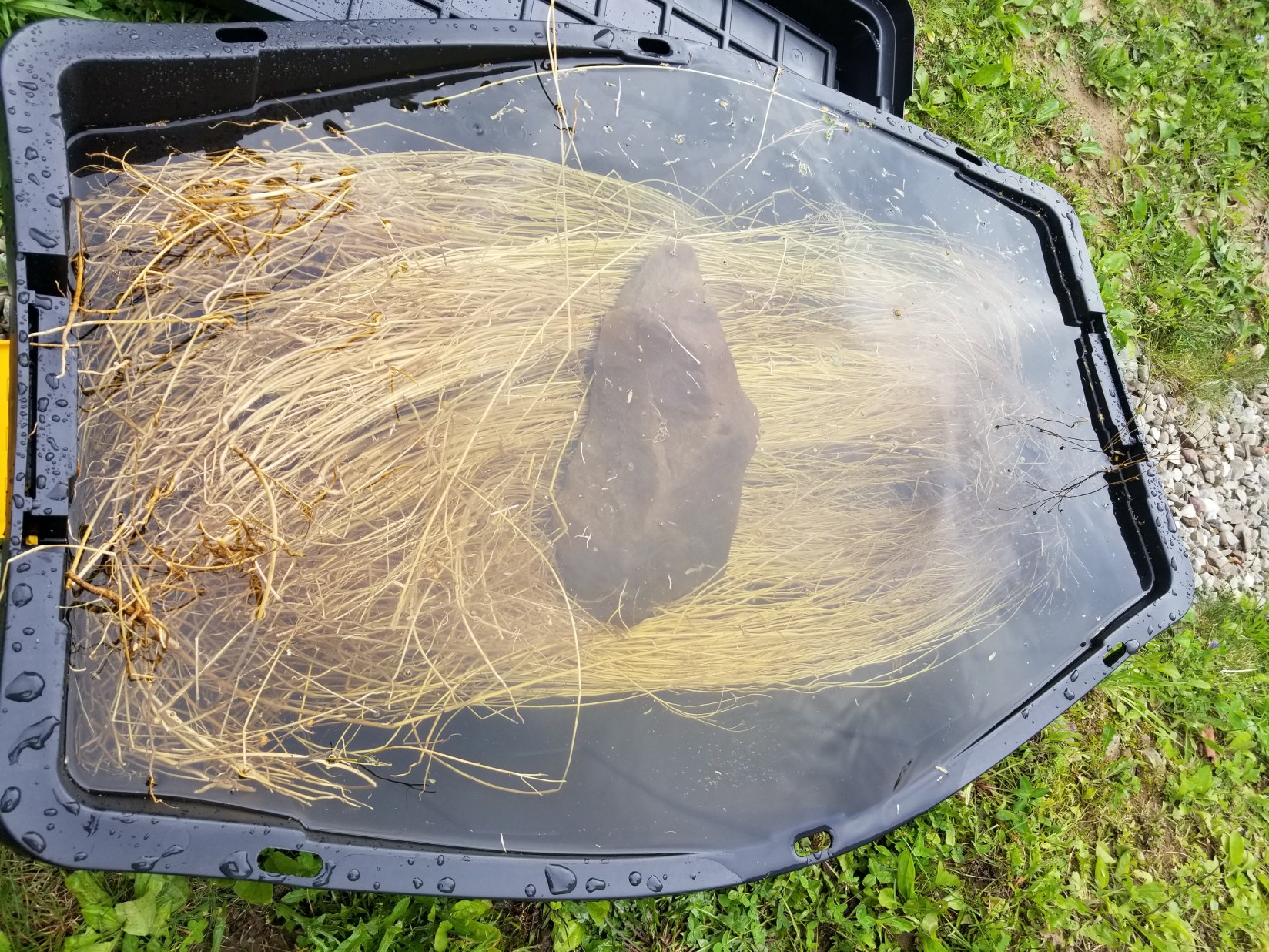 Seed to Sail: Growing the flax – Spindles In the Wild