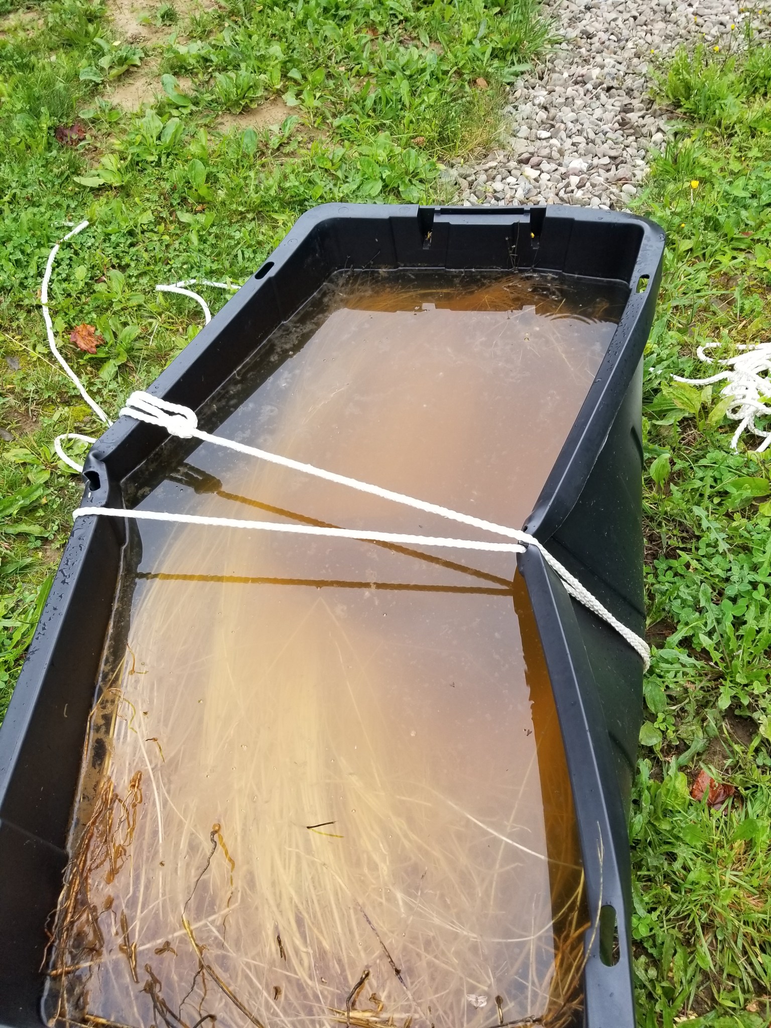 Seed to Sail: Growing the flax – Spindles In the Wild