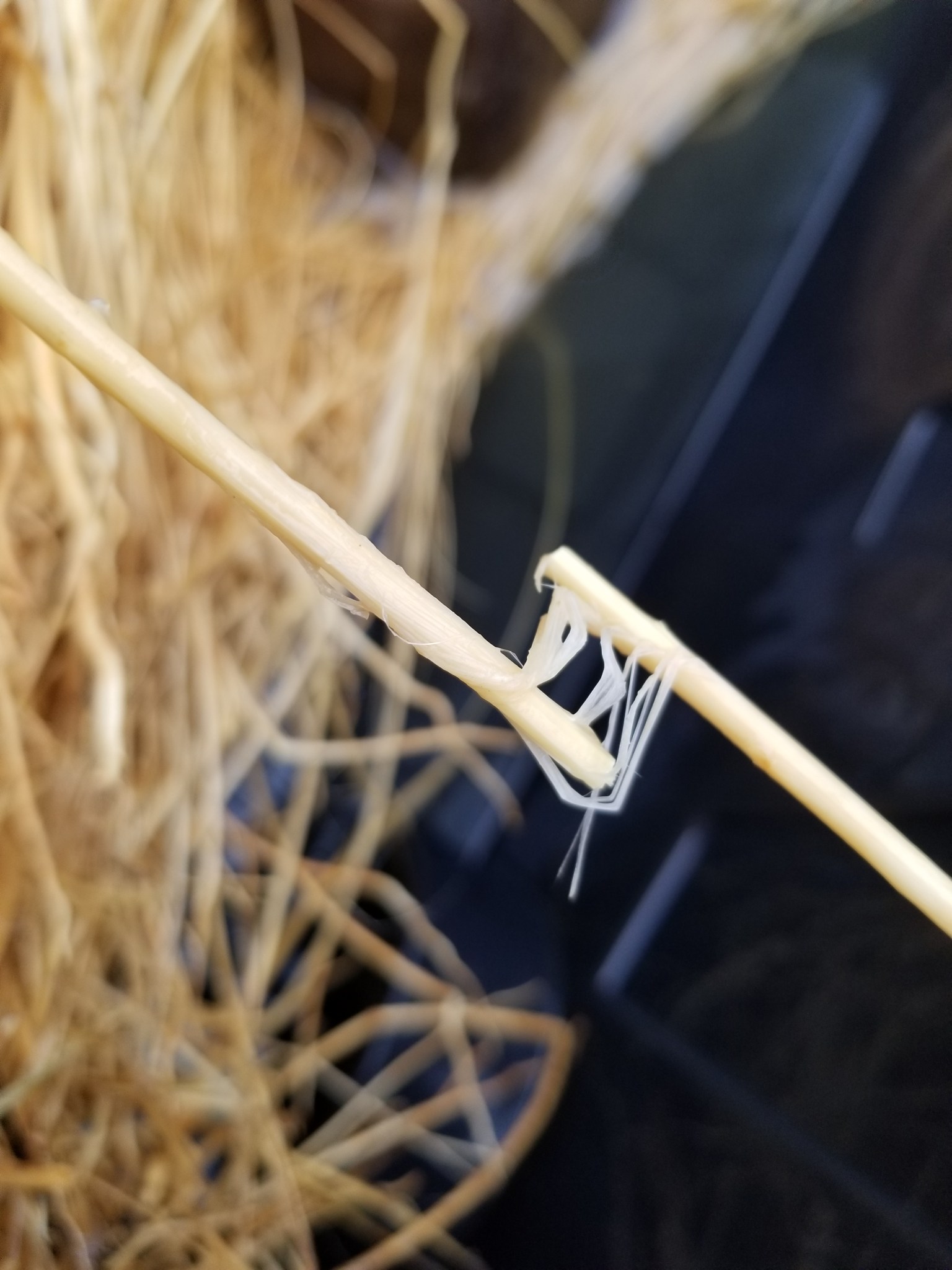 Seed to Sail: Growing the flax – Spindles In the Wild