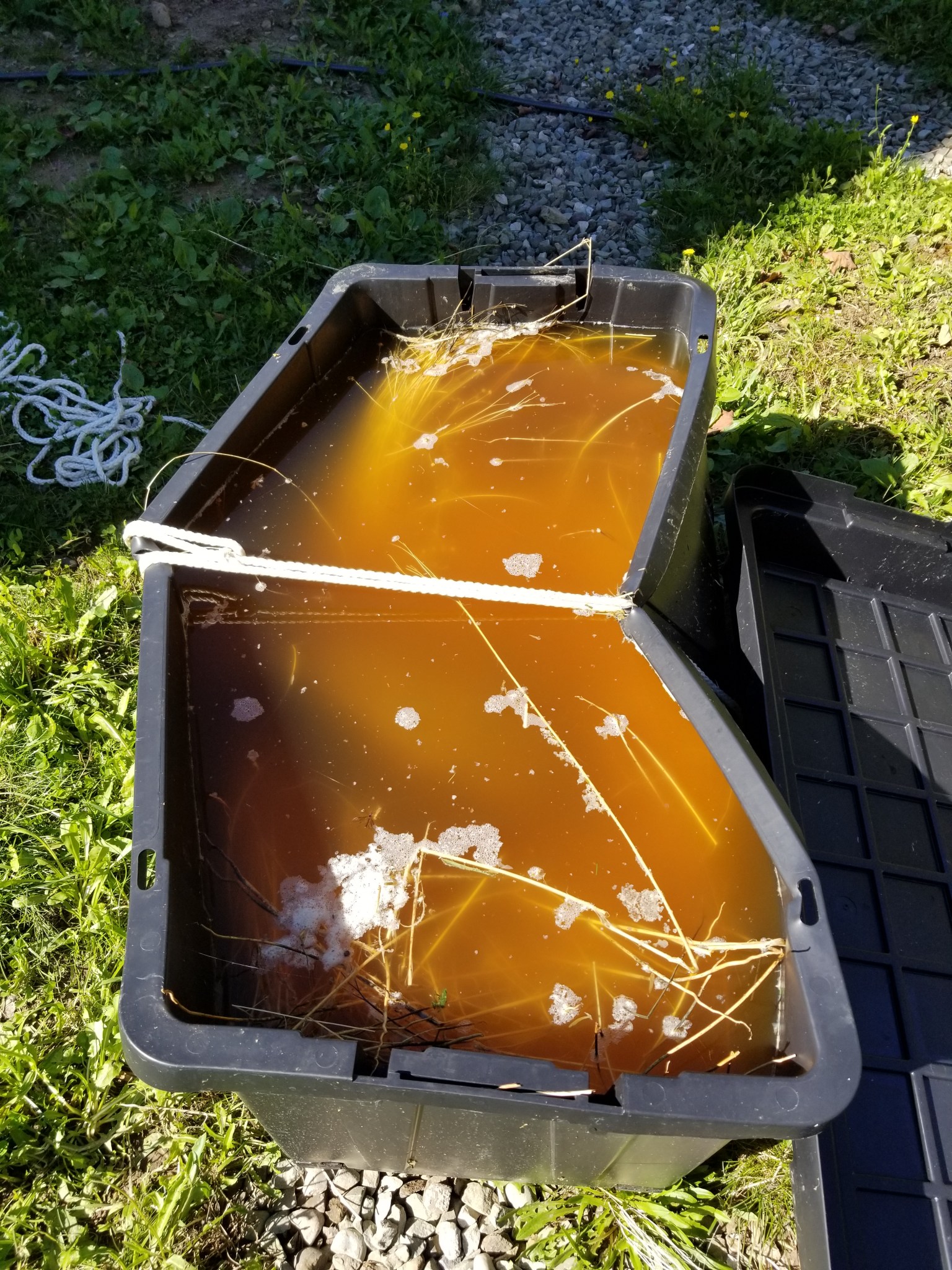 Seed to Sail: Growing the flax – Spindles In the Wild