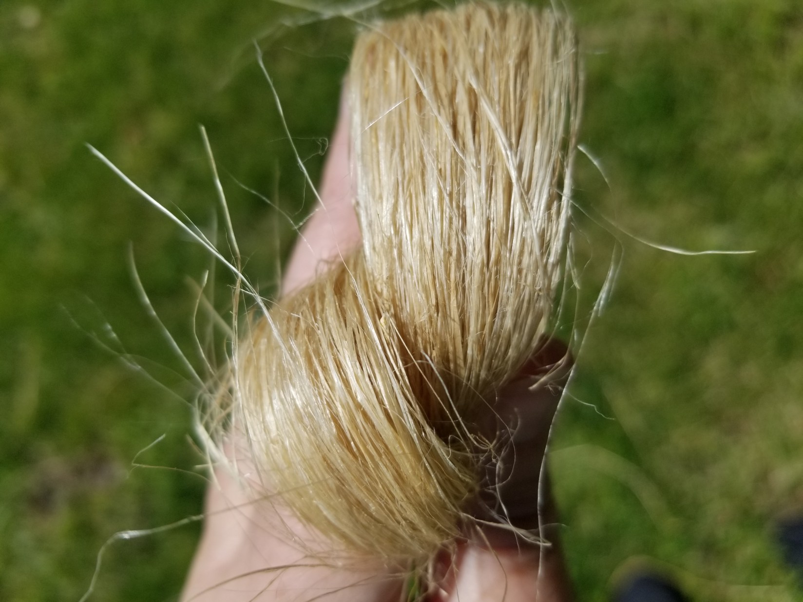 Seed to Sail: Dressing the flax – Spindles In the Wild