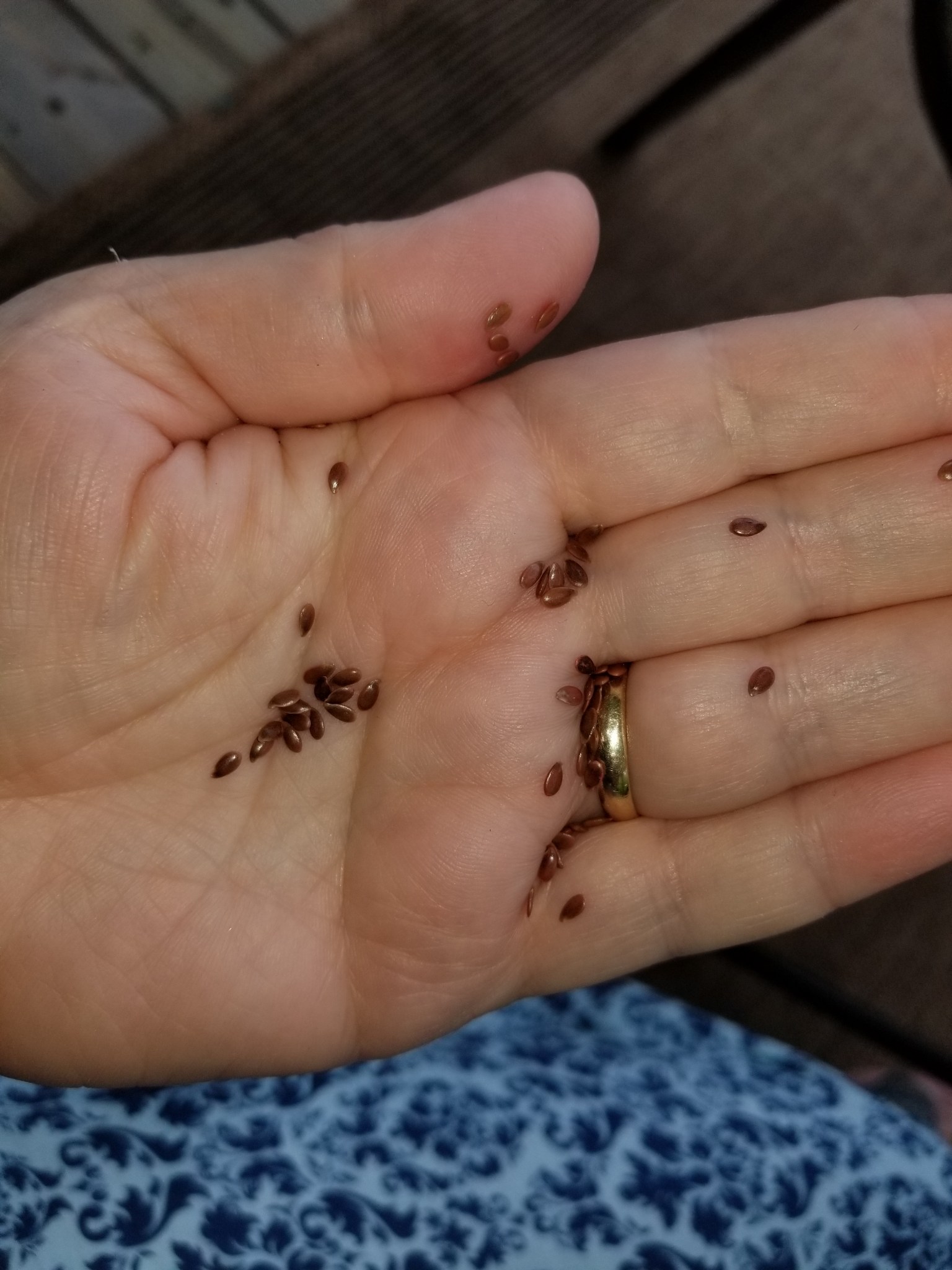 Seed to Sail: Growing the flax – Spindles In the Wild