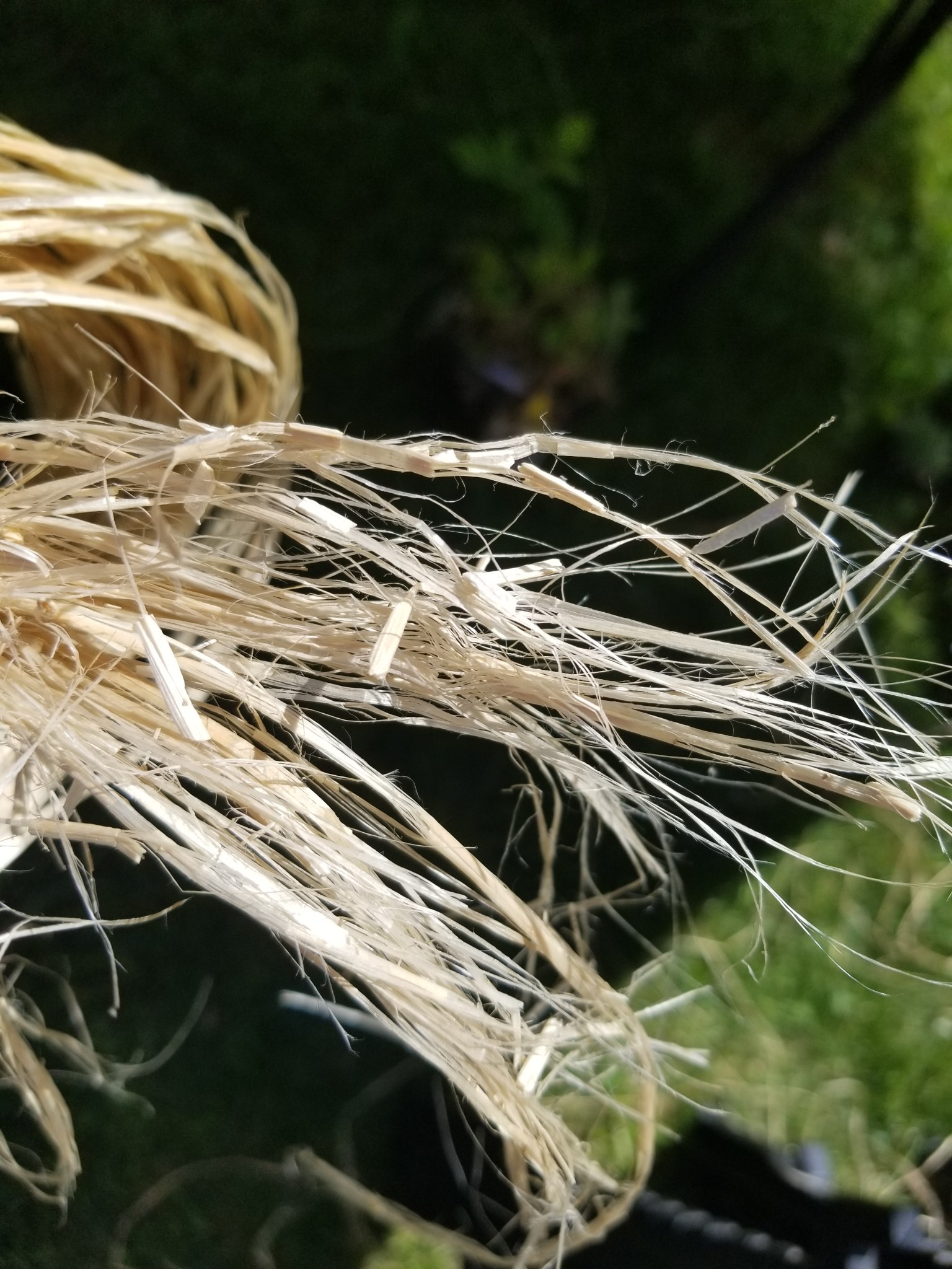 Seed to Sail: Dressing the flax – Spindles In the Wild